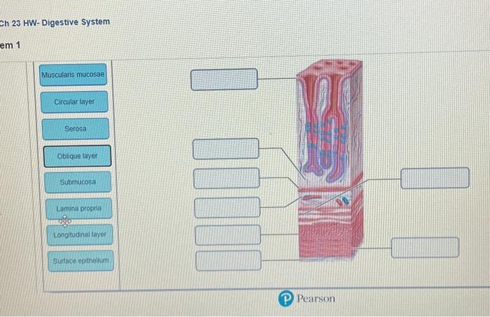 Solved Ch 23 HW-Digestive System | Chegg.com