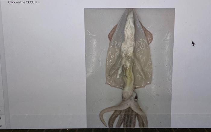 Click on the CECUM. | Chegg.com