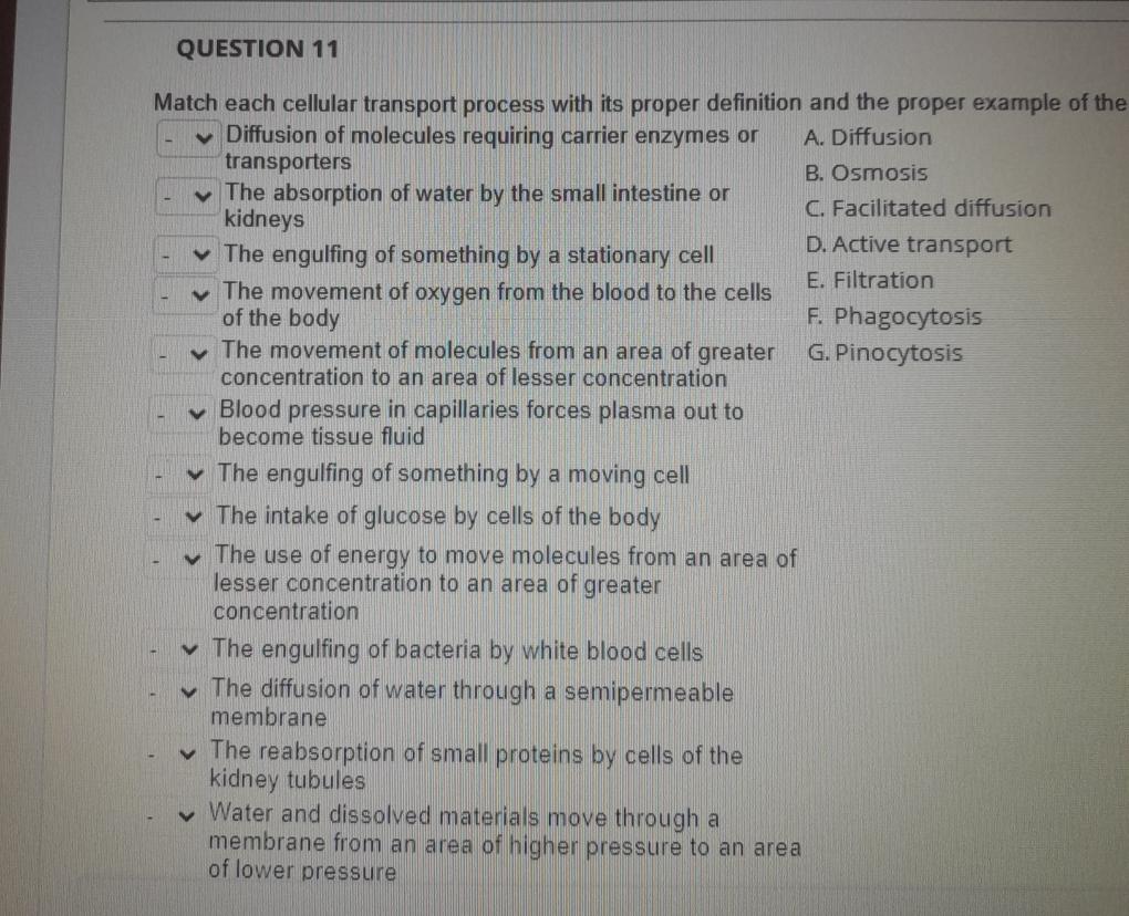 Solved QUESTION 11Match each cellular transport process with | Chegg.com