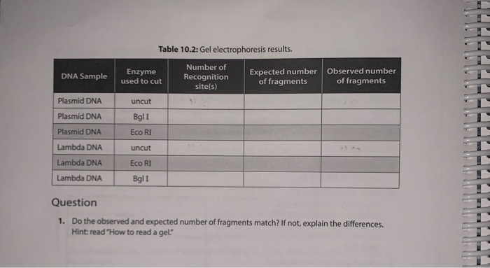 Solved Table 10.2: Gel electrophoresis results. DNA Sample | Chegg.com