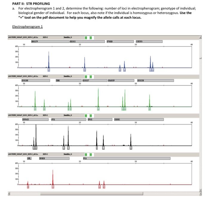 PART II: STR PROFILING a. For electropherogram 1 and | Chegg.com