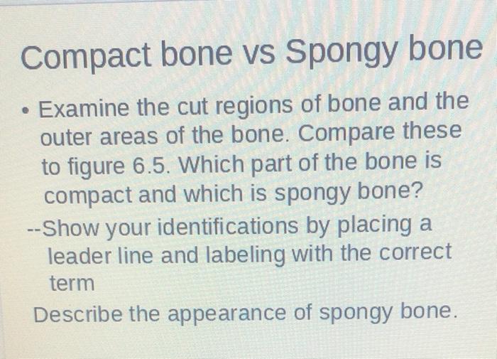 Solved Compact bone vs Spongy bone • Examine the cut regions | Chegg.com