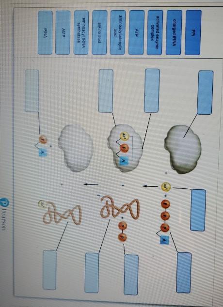 Solved summarize the steps involved in charging tRNAs with | Chegg.com