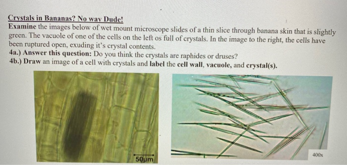 Solved Crystals in Bananas? No way Dude! Examine the images | Chegg.com