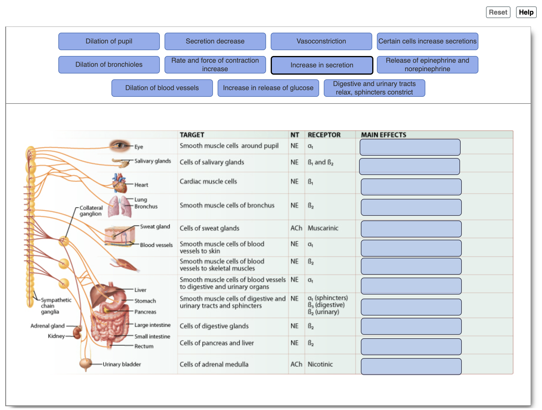 Solved Art-Labeling Activity: Main effects of sympathetic | Chegg.com