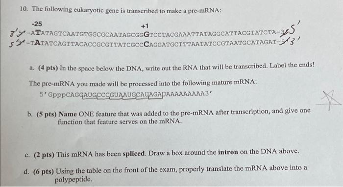 Solved 10. The following eukaryotic gene is transcribed to | Chegg.com