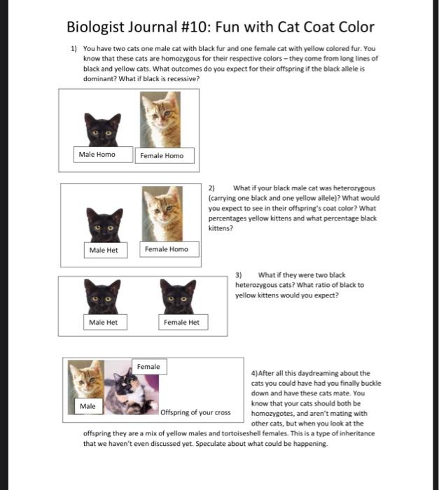 Solved Biologist Journal #10: Fun with Cat Coat Color 1) You | Chegg.com