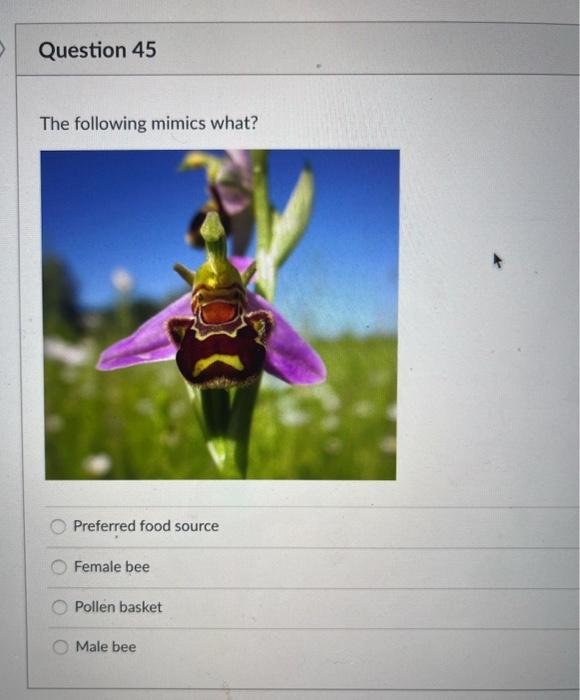 Solved The following mimics what? Preferred food source | Chegg.com
