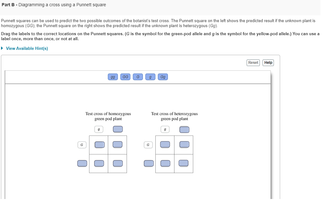 Solved Part B - ﻿Diagramming a cross using a Punnett | Chegg.com
