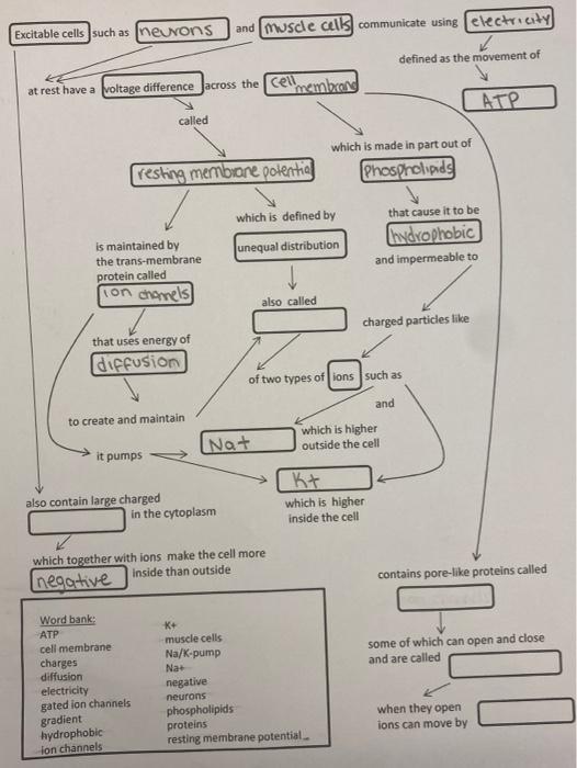 Solved Excitable cells such as (neurons and muscle cells | Chegg.com