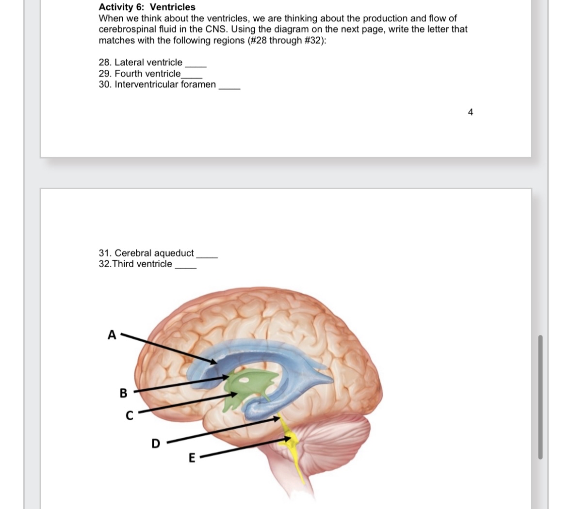 Solved Activity 6 Ventricleswhen We Think About The 