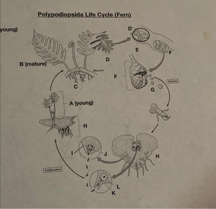 Solved Polypodiopsida Life Cycle (Fern) | Chegg.com