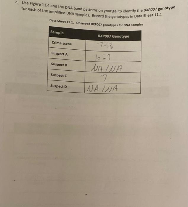 Solved 2. Use Figure 11.4 and the DNA band patterns on your | Chegg.com