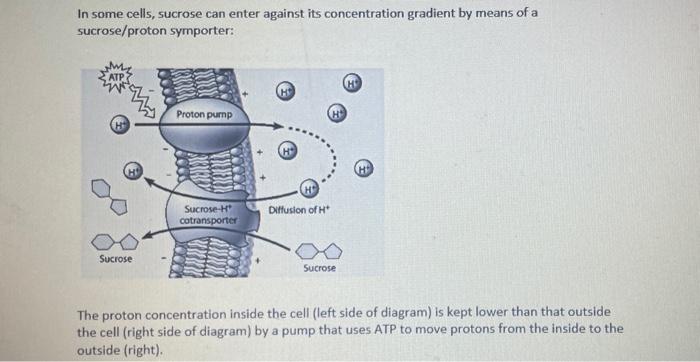 Solved In some cells, sucrose can enter against its | Chegg.com