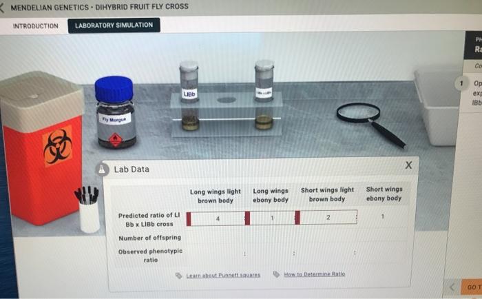 Solved MENDELIAN GENETICS. DIHYBRID FRUIT FLY CROSS | Chegg.com