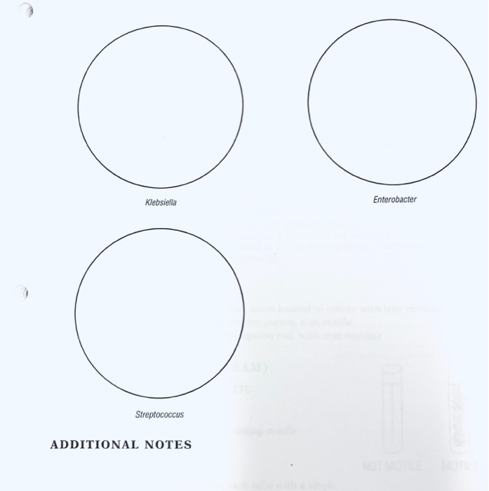 Solved What would a capsule stain using the hiss method look | Chegg.com