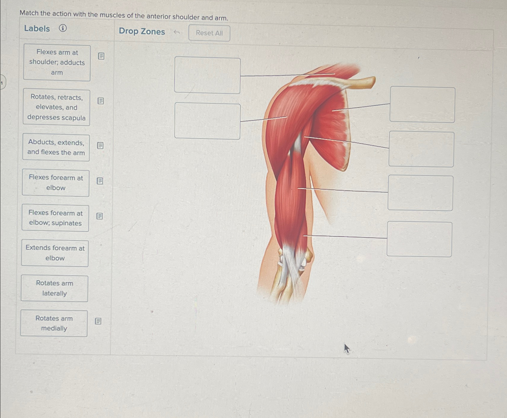 Solved Match the action with the muscles of the anterior | Chegg.com
