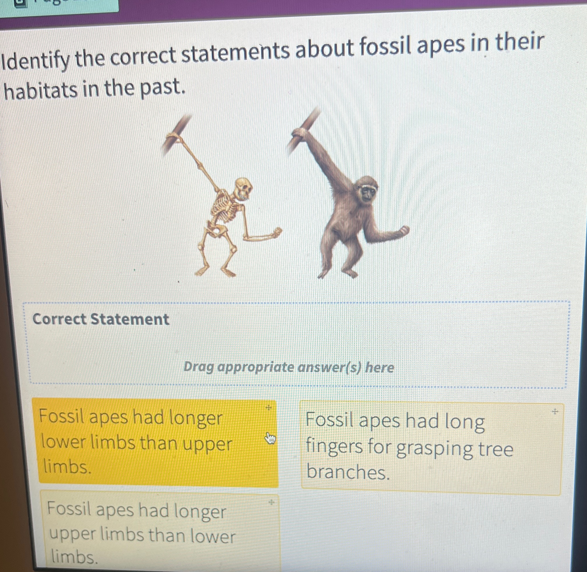 Solved Identify the correct statements about fossil apes in | Chegg.com