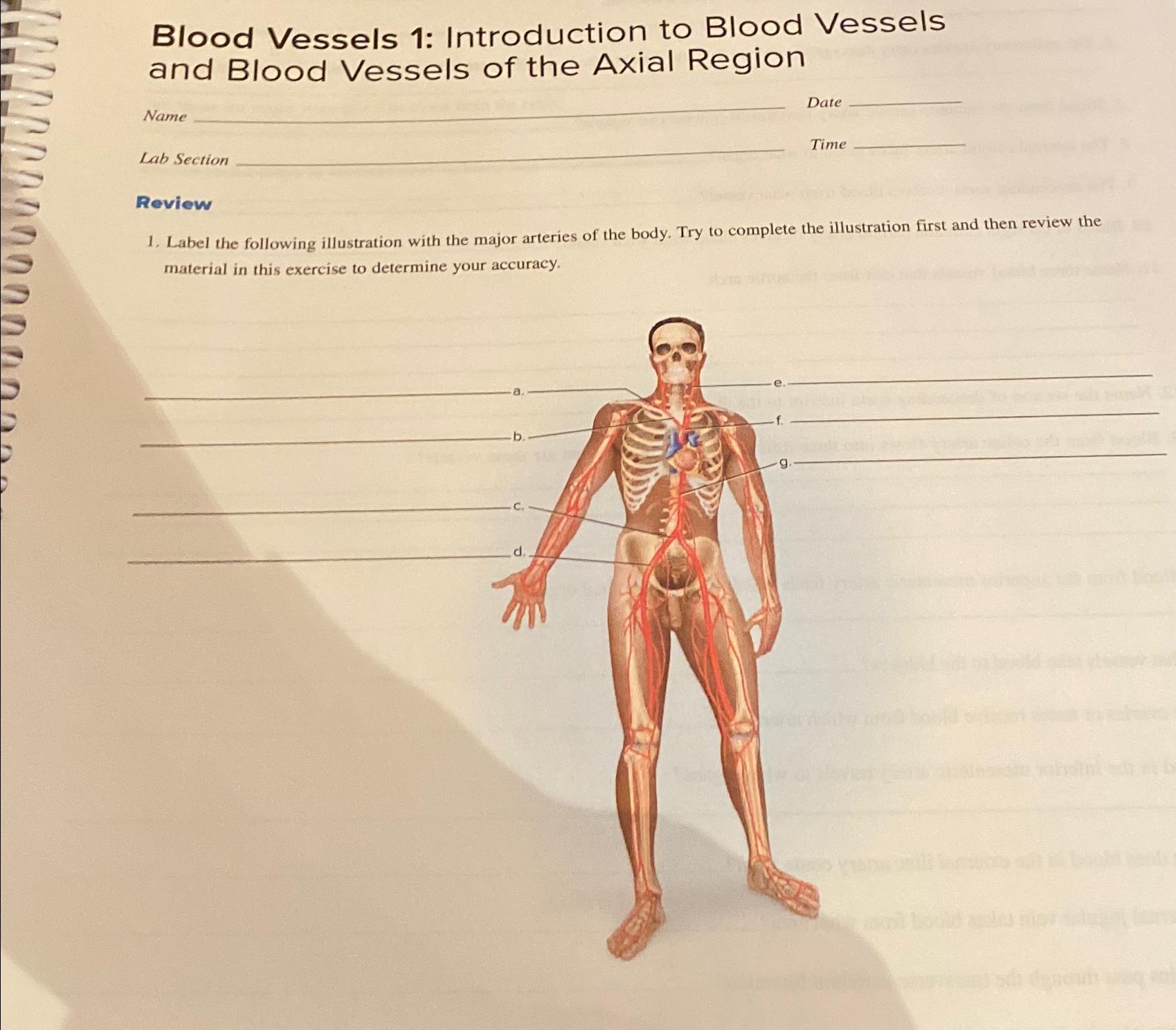 Solved Blood Vessels 1: Introduction to Blood Vessels and | Chegg.com