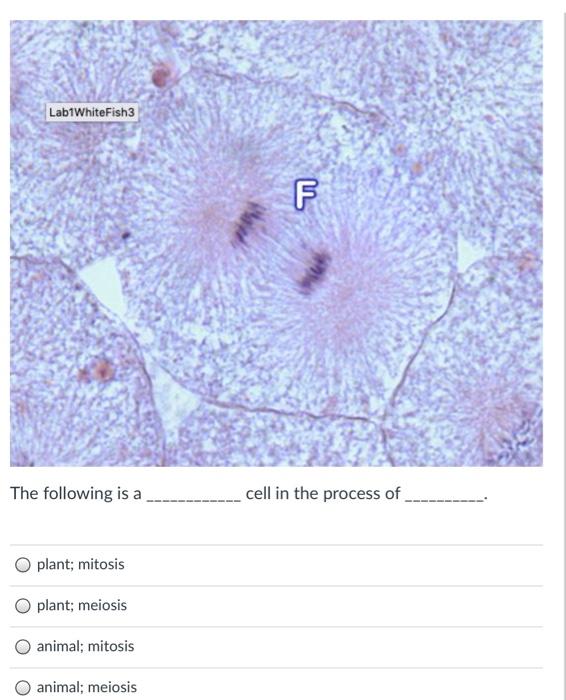 Solved and the arrow is pointing The image above is of to | Chegg.com