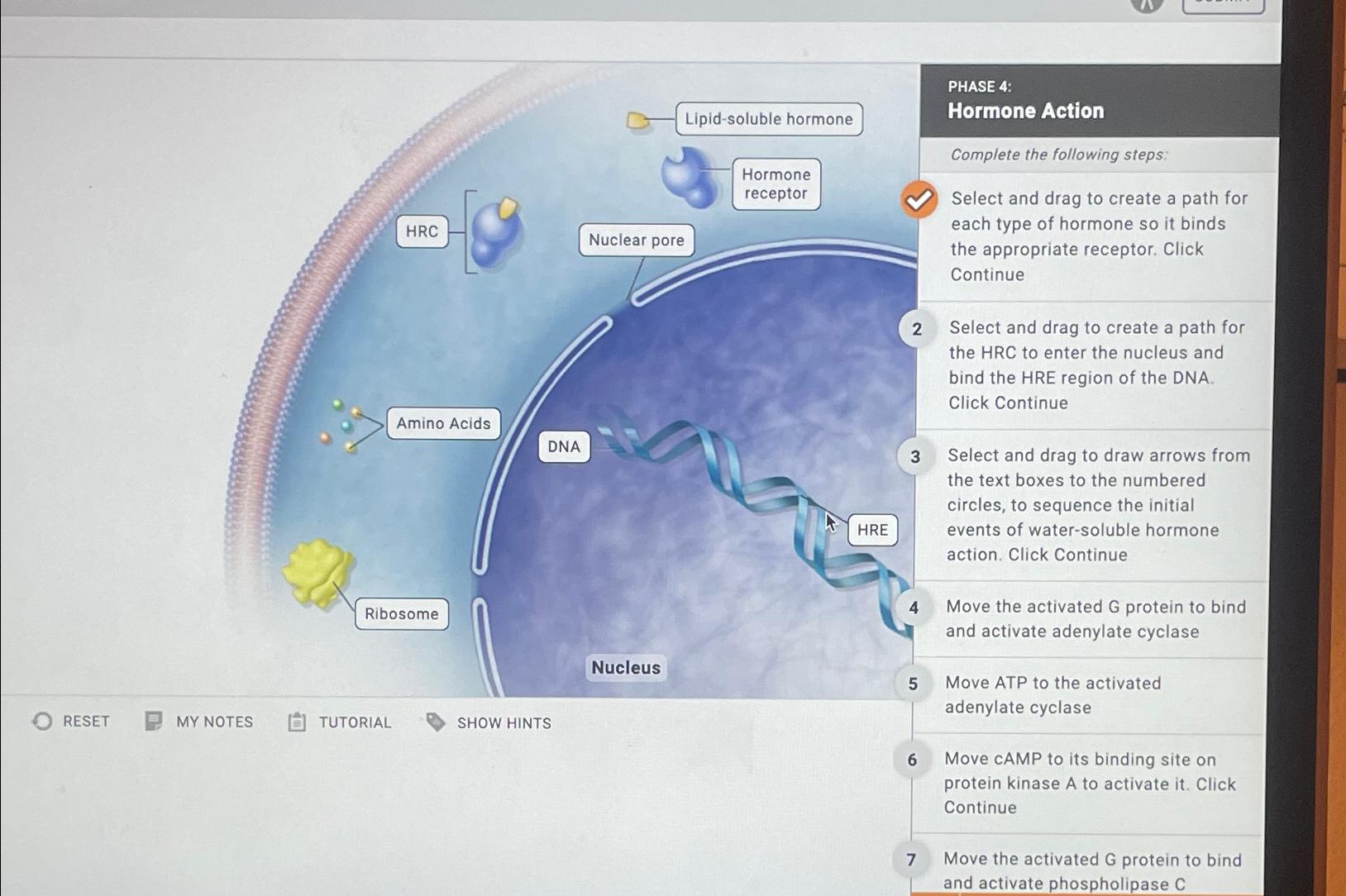 Solved PHASE 4:Hormone ActionComplete the following | Chegg.com