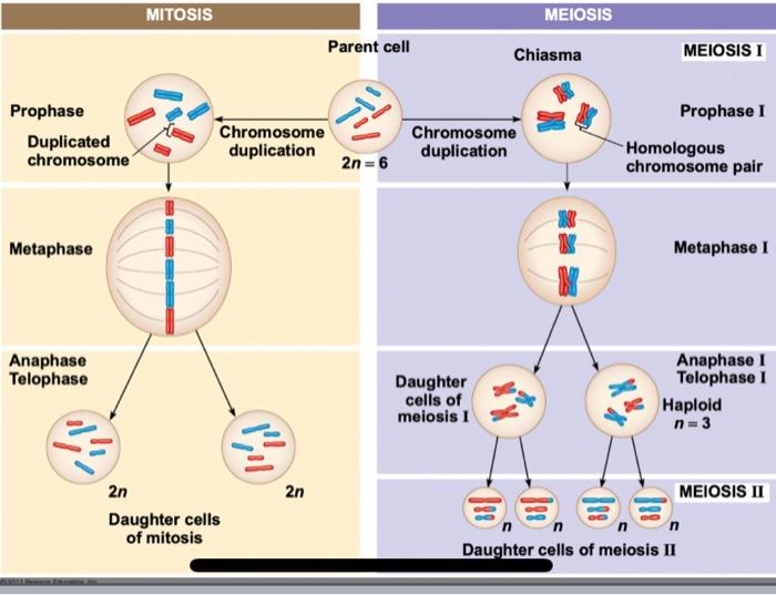 Solved a short explanation of each slide specifically on how | Chegg.com