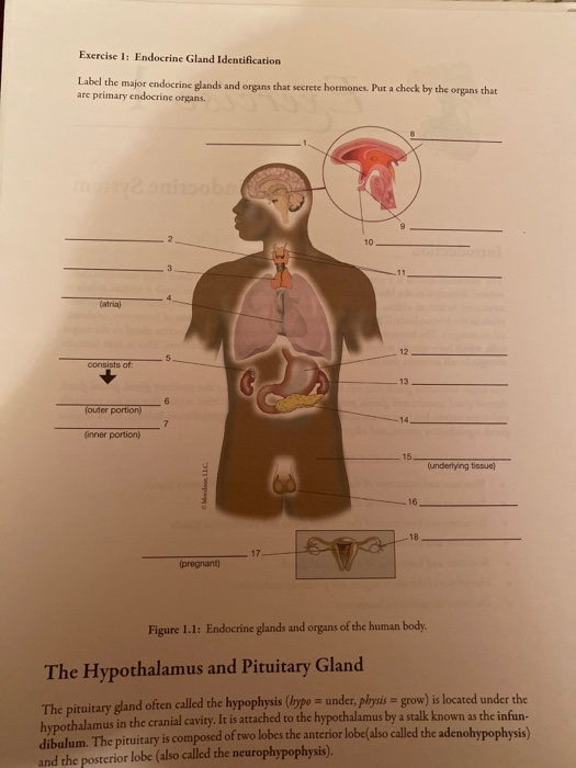 Solved Exercise 1: Endocrinc Gland Identification Label the | Chegg.com