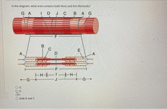 Solved In the diagram, what area contains both thick and | Chegg.com