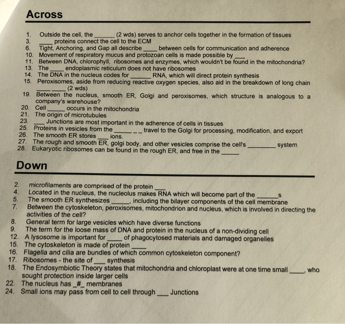 Solved Principles of Biology Chapter 5 Crossword Review | Chegg.com