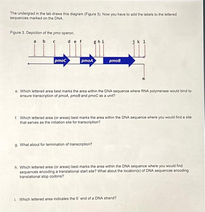 Solved The undergrad in the lab draws this diagram (Figure | Chegg.com