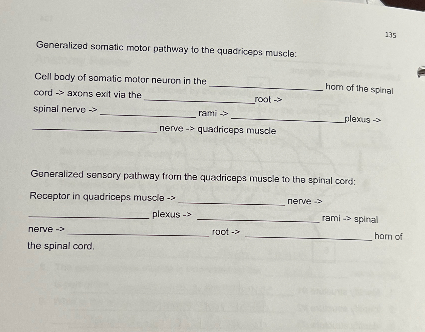 Solved 135Generalized somatic motor pathway to the | Chegg.com