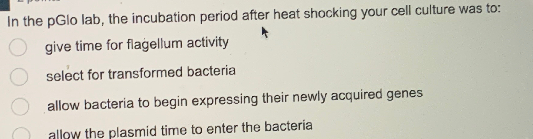 Solved In the pGlo lab, the incubation period after heat | Chegg.com