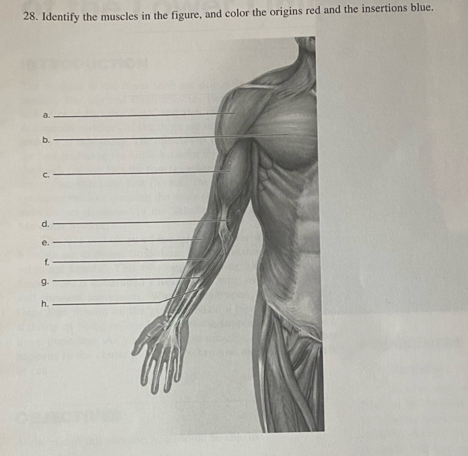 Solved Identify the muscles in the figure, and color the | Chegg.com