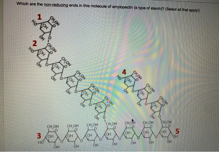 Solved Which are the non-reducing ends in this molecule of | Chegg.com