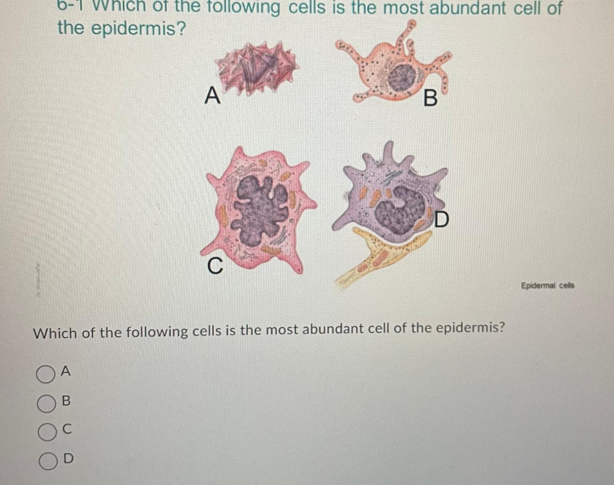 Solved -1 ﻿which of the following cells is the most abundant | Chegg.com