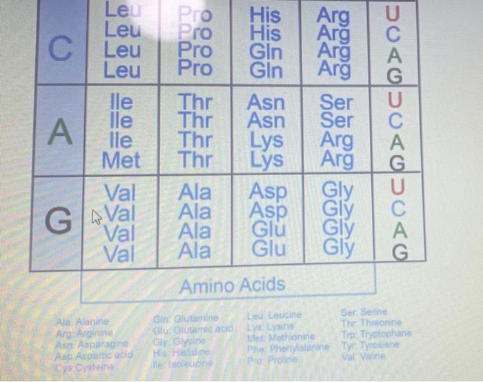 Solved What amino acid would the AAA anticodon code for RNA | Chegg.com