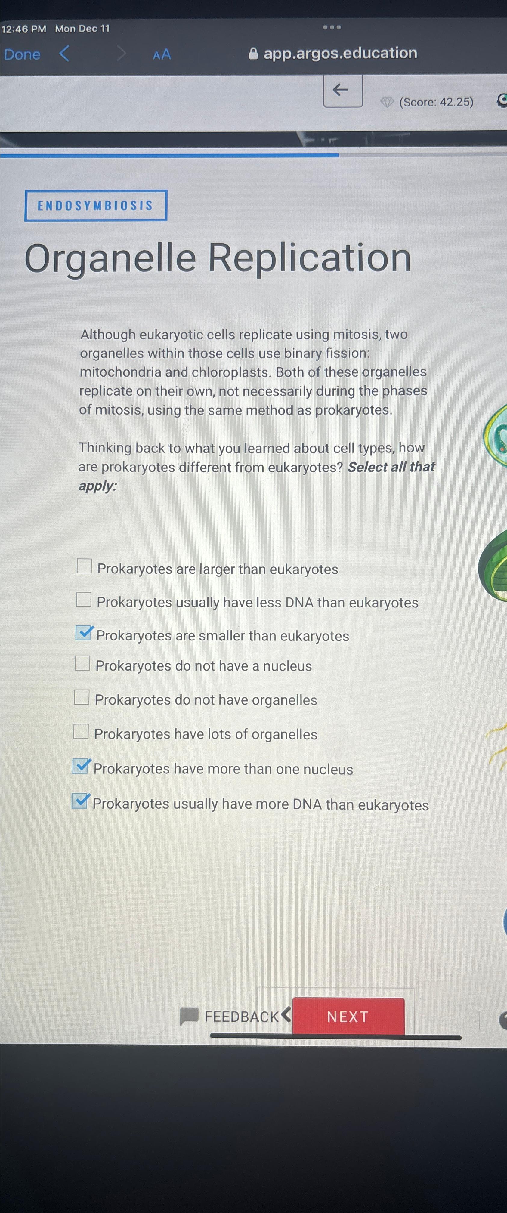 Solved ENDOSYMBIOSISOrganelle ReplicationAlthough eukaryotic | Chegg.com