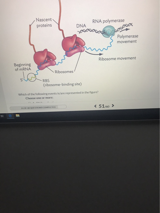 Solved Nascent proteins RNA polymerase DNA Polymerase | Chegg.com