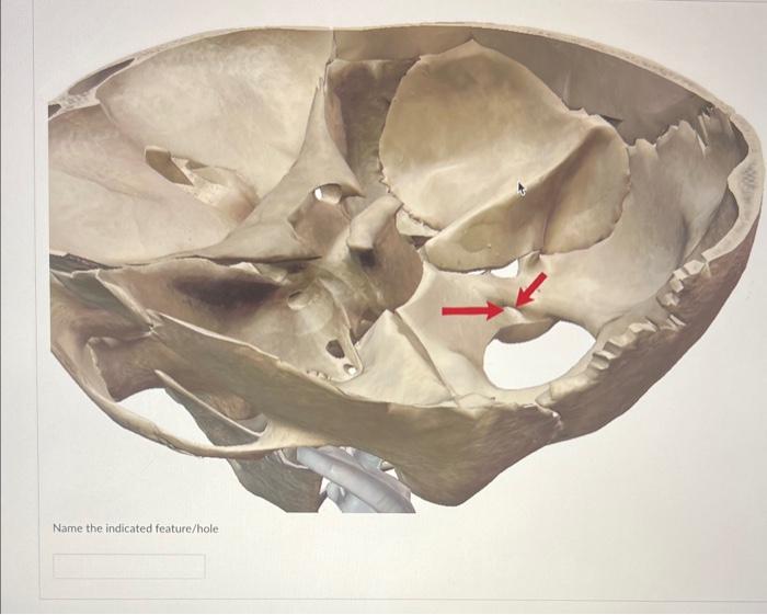 Solved Name the indicated feature Name the indicated | Chegg.com