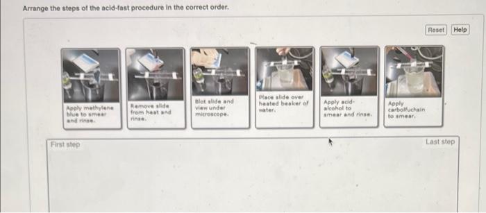 Arrange the steps of the acid-fast procedure in the | Chegg.com