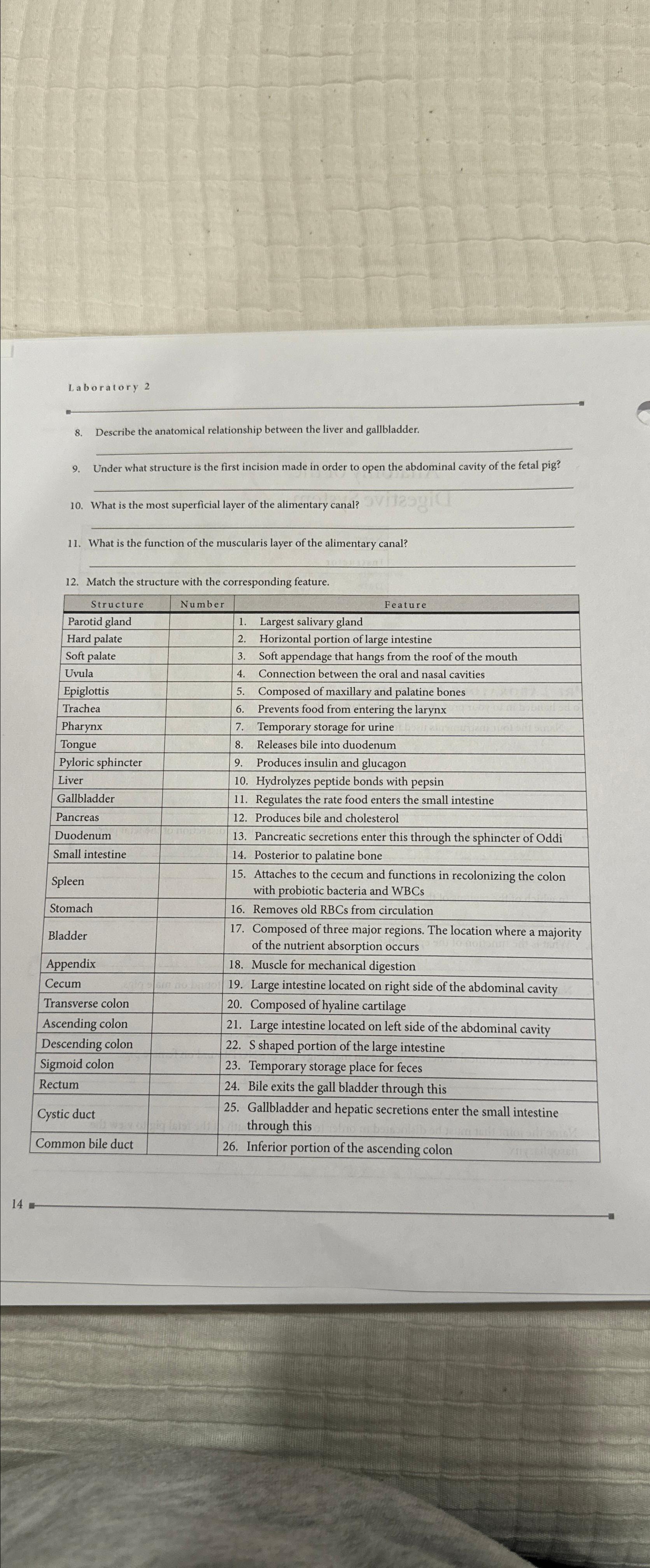 Solved Laboratory 28. ﻿Describe the anatomical relationship | Chegg.com