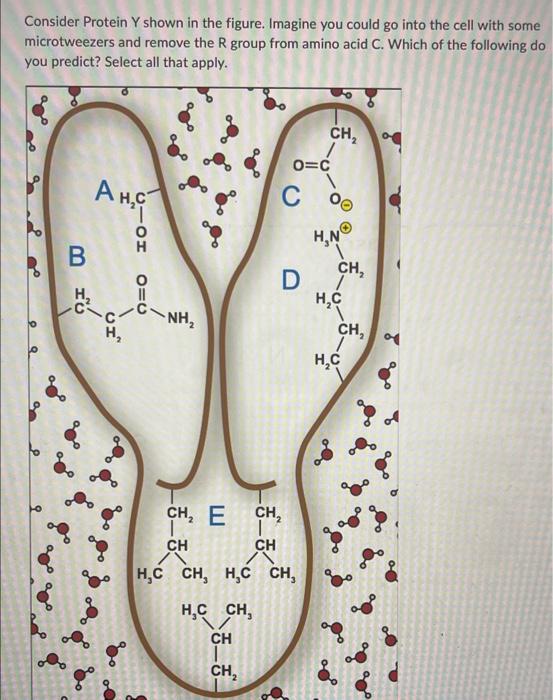 Solved Consider Protein Y shown in the figure. Imagine you | Chegg.com