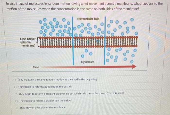 Solved In this image of molecules in random motion having a | Chegg.com