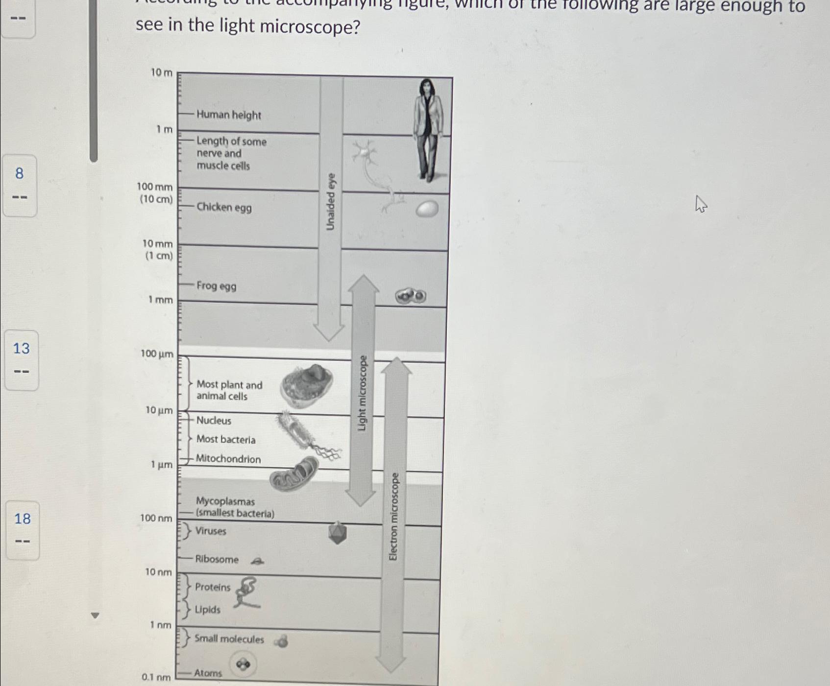 Solved see in the light microscope?81318 | Chegg.com