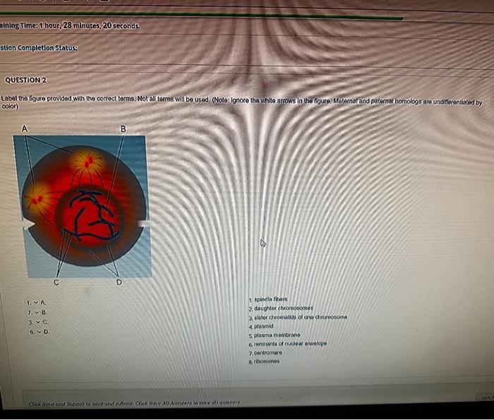 Solved Label the figure provided with the correct terms. Not | Chegg.com