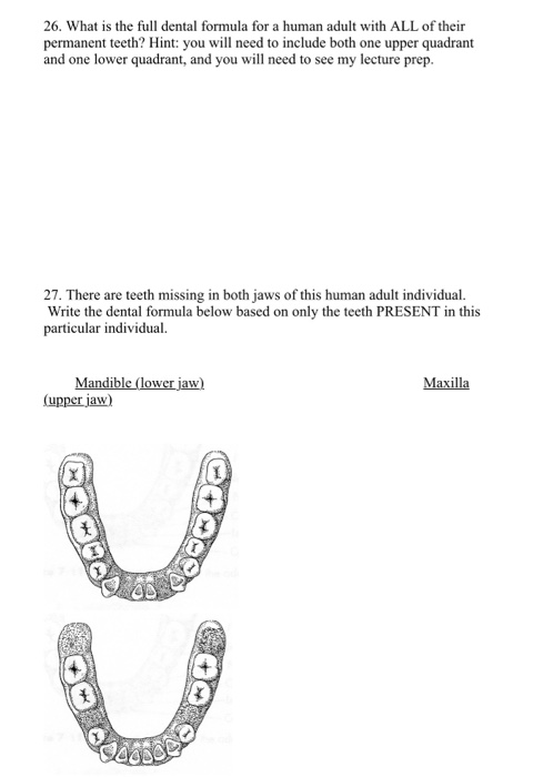 Solved 26. What is the full dental formula for a human adult | Chegg.com