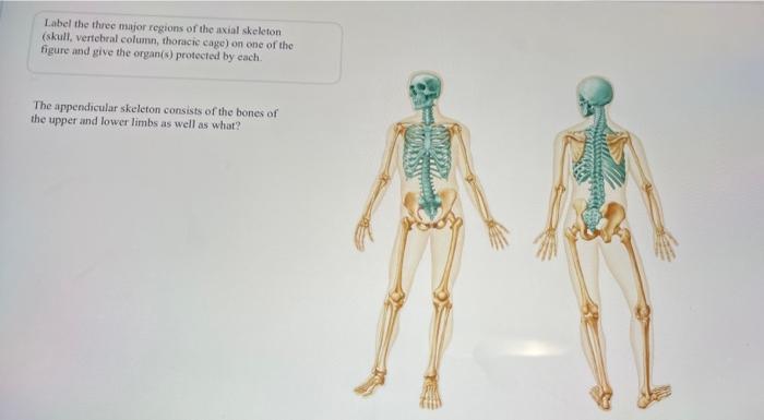 Solved Label the three major regions of the axial skeleton | Chegg.com