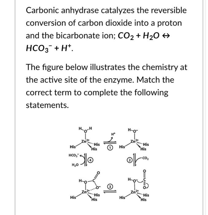 Solved Carbonic anhydrase catalyzes the reversible | Chegg.com