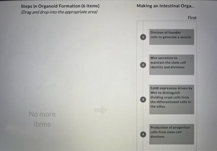 Solved Steps in Organoid Formation ( 6 items) Making an | Chegg.com