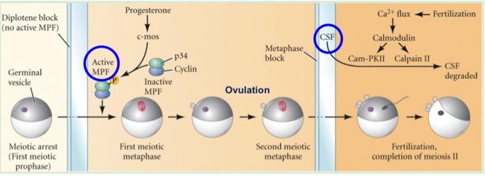 Solved Explanation of the image | Chegg.com